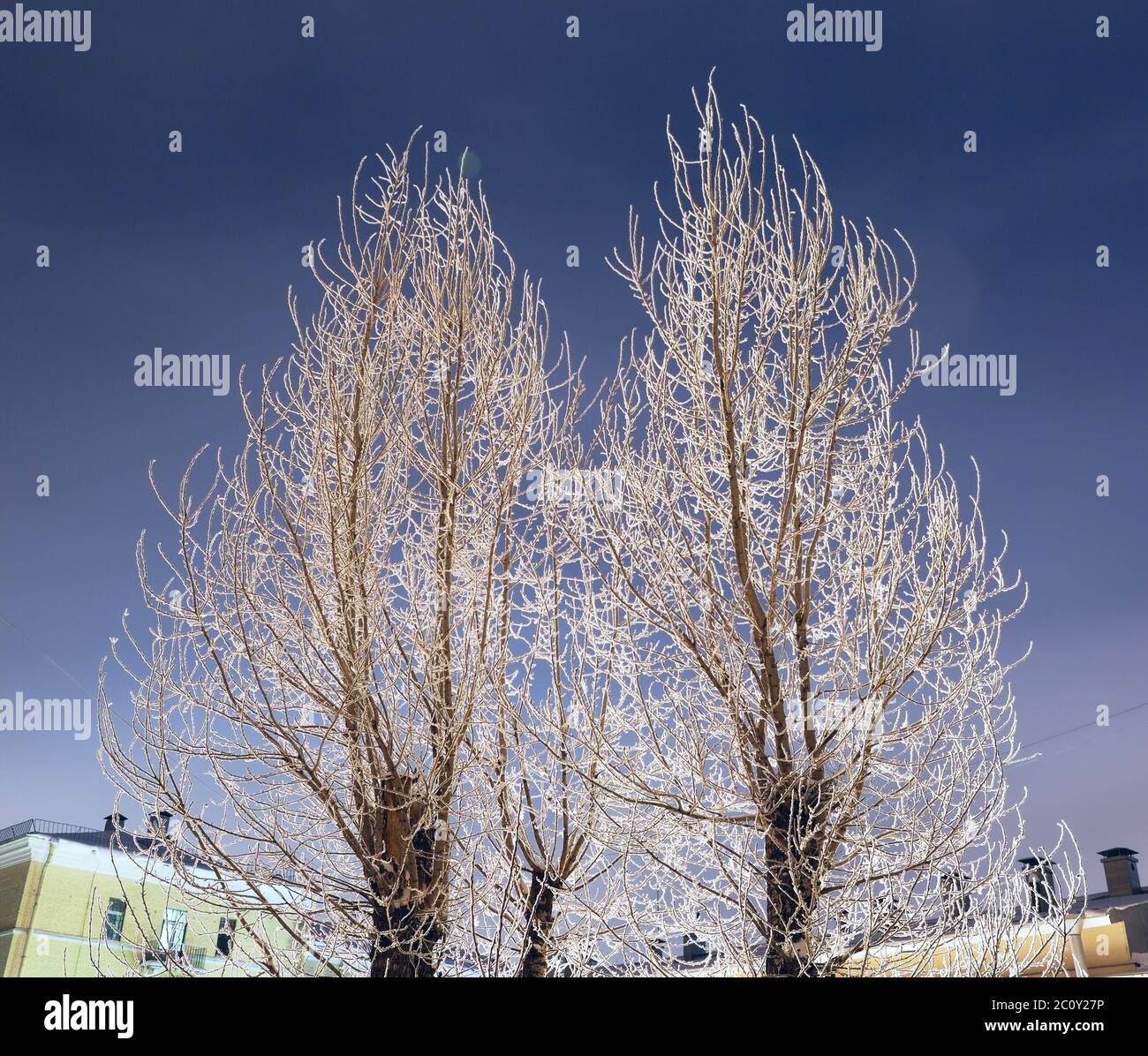 Branches Of Tree In Hoarfrost Stock Photo - Alamy