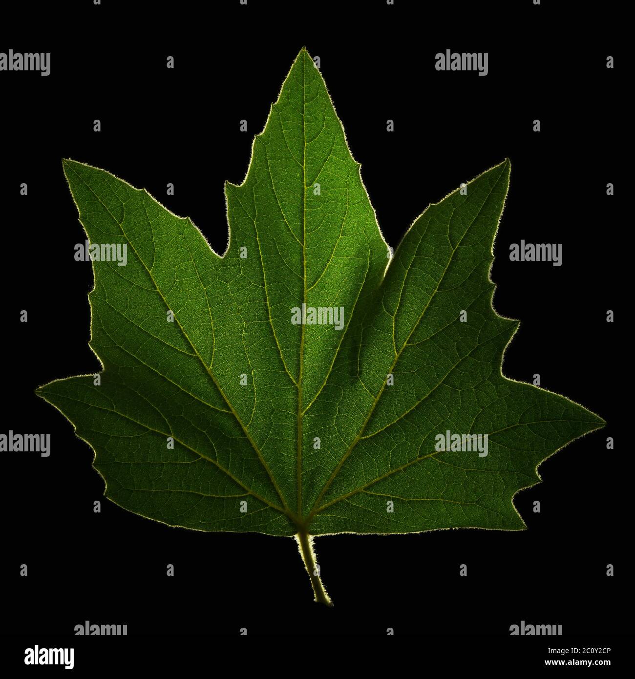 Green maple leaf hi-res stock photography and images - Alamy