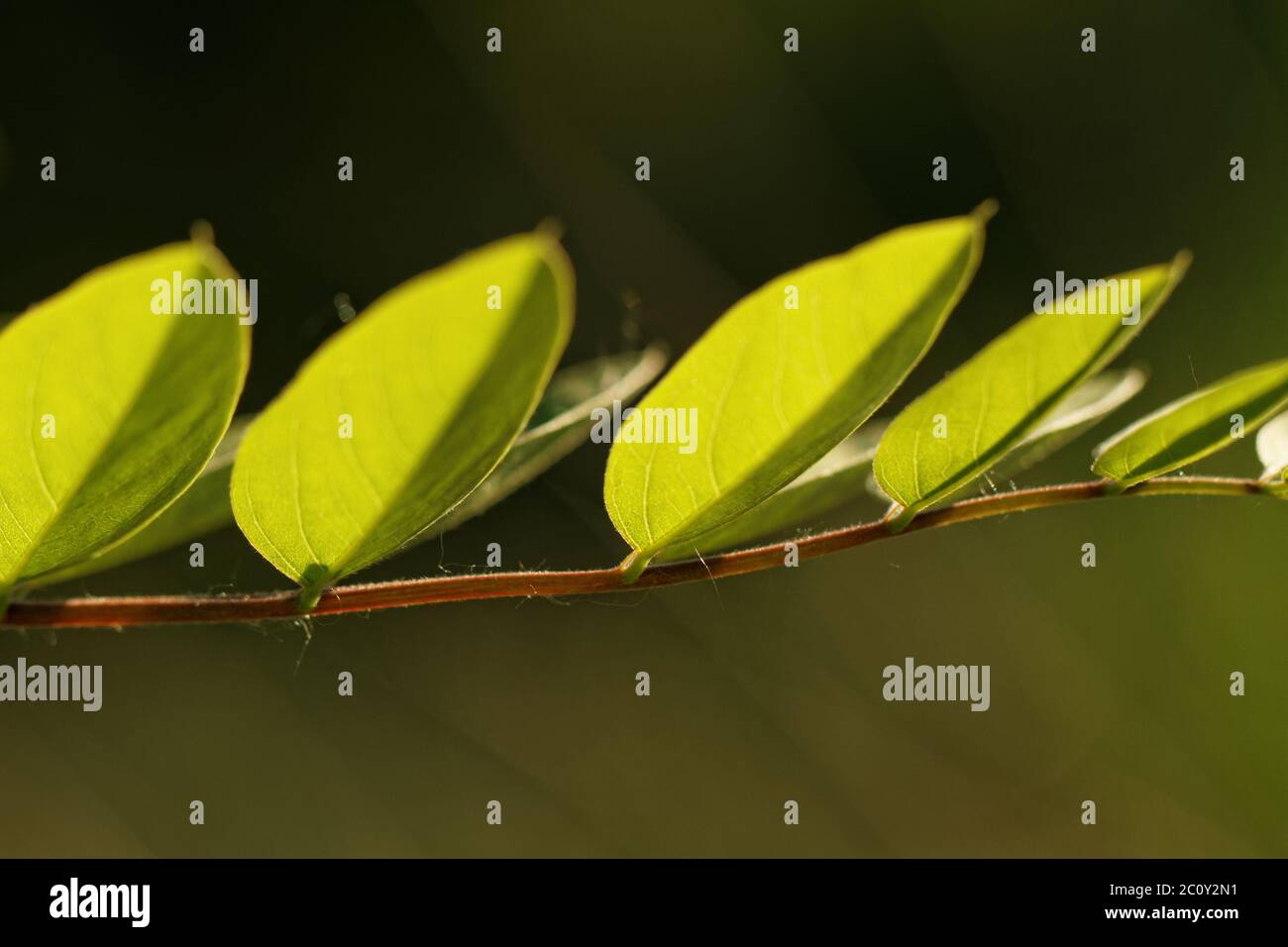 Close up photo of the acacia leaves Stock Photo - Alamy