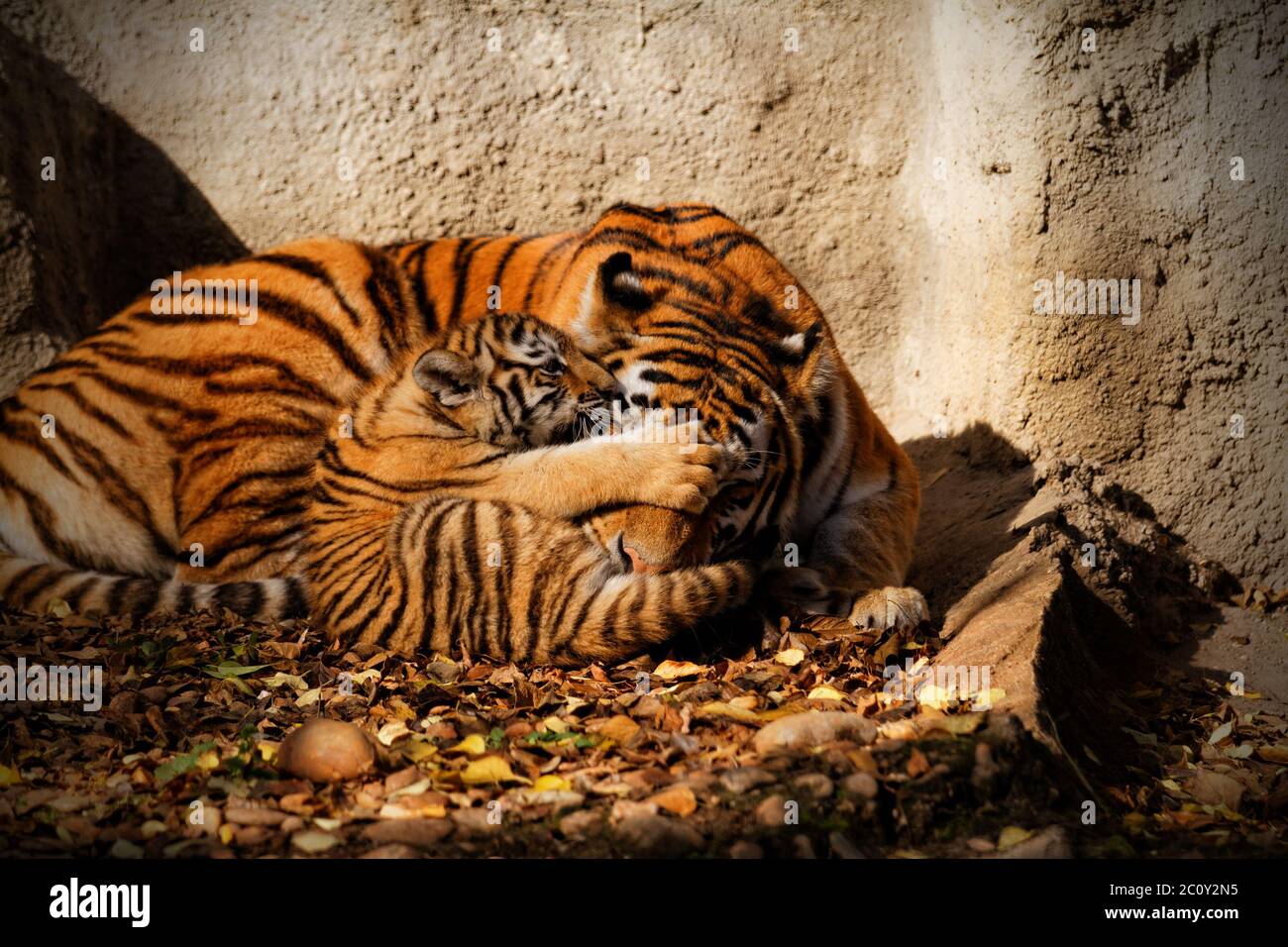 The tiger mum in the zoo with her tiger cub - sunny photo Stock Photo ...