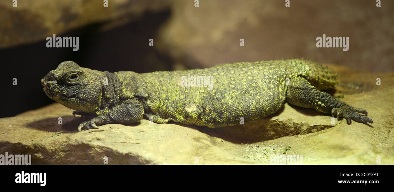 Agame hi-res stock photography and images - Alamy