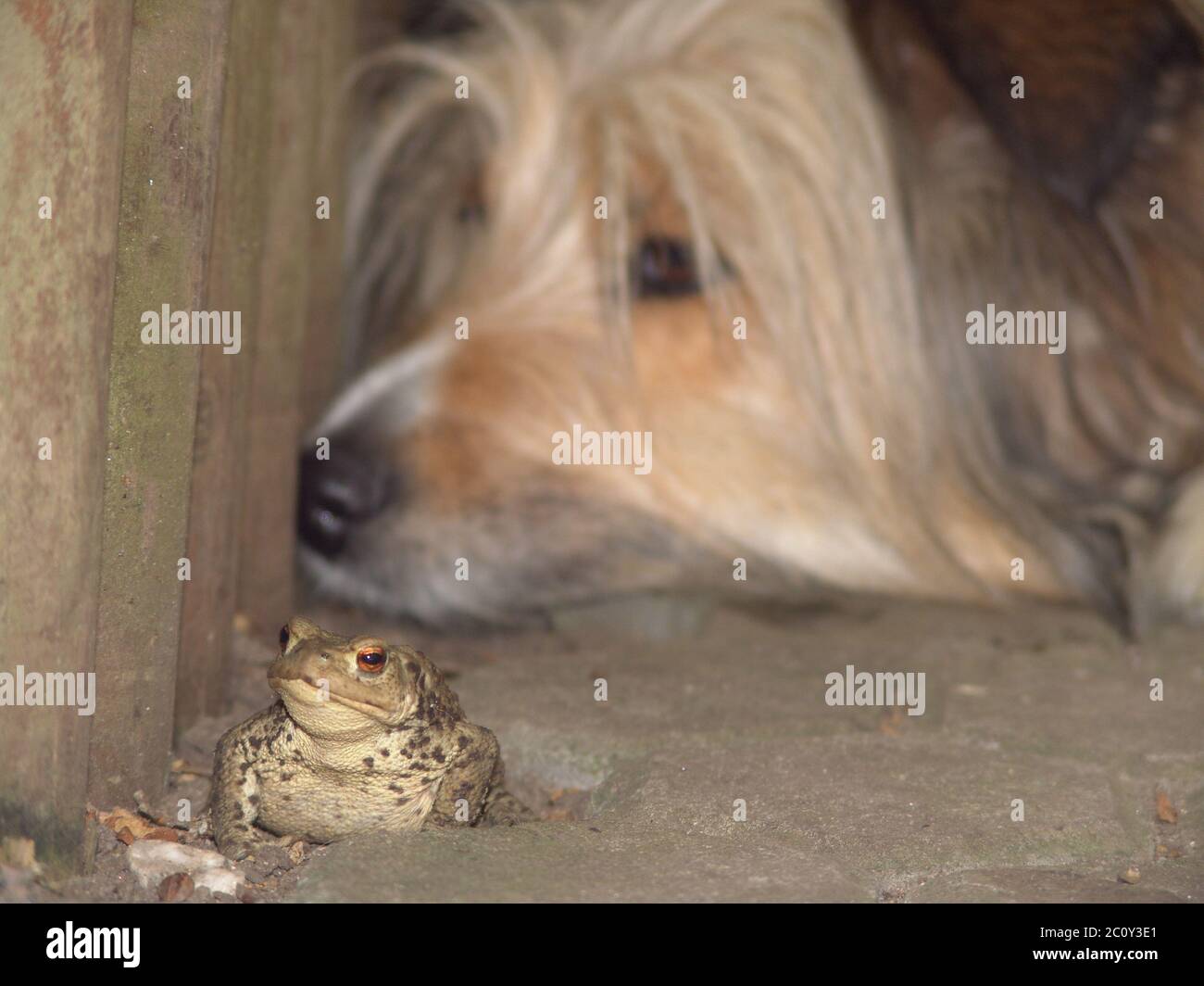 Dog and toad Stock Photo - Alamy