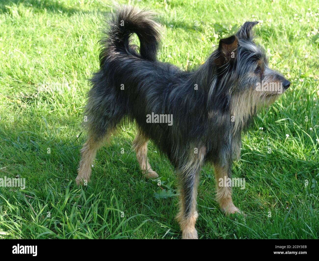 Crossbreed dog hi-res stock photography and images - Alamy