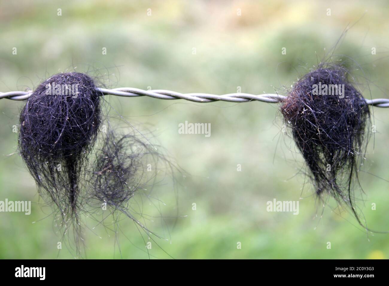 Schafwoll buschel hi-res stock photography and images - Alamy