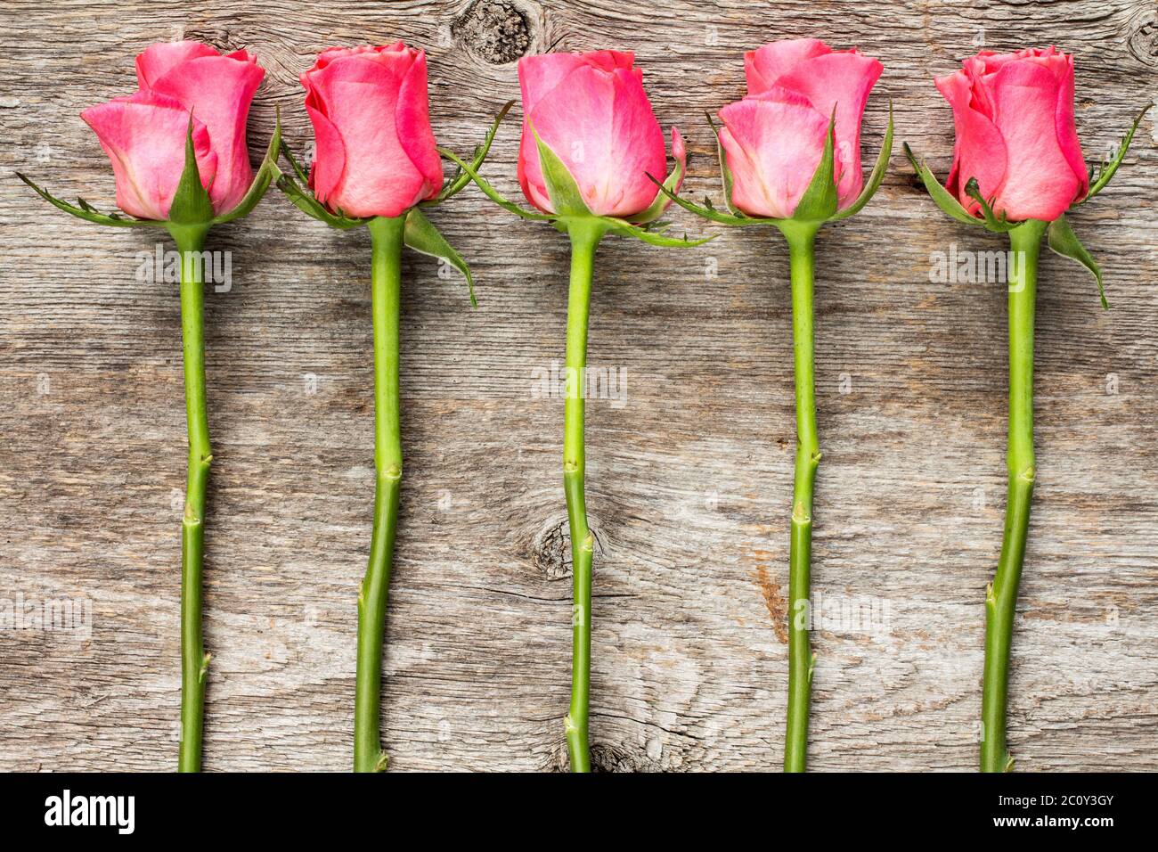 Five pink roses Stock Photo - Alamy