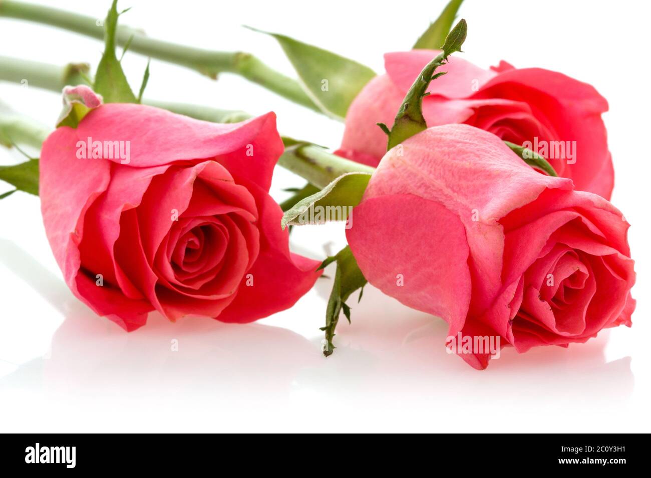 Three pink roses Stock Photo - Alamy