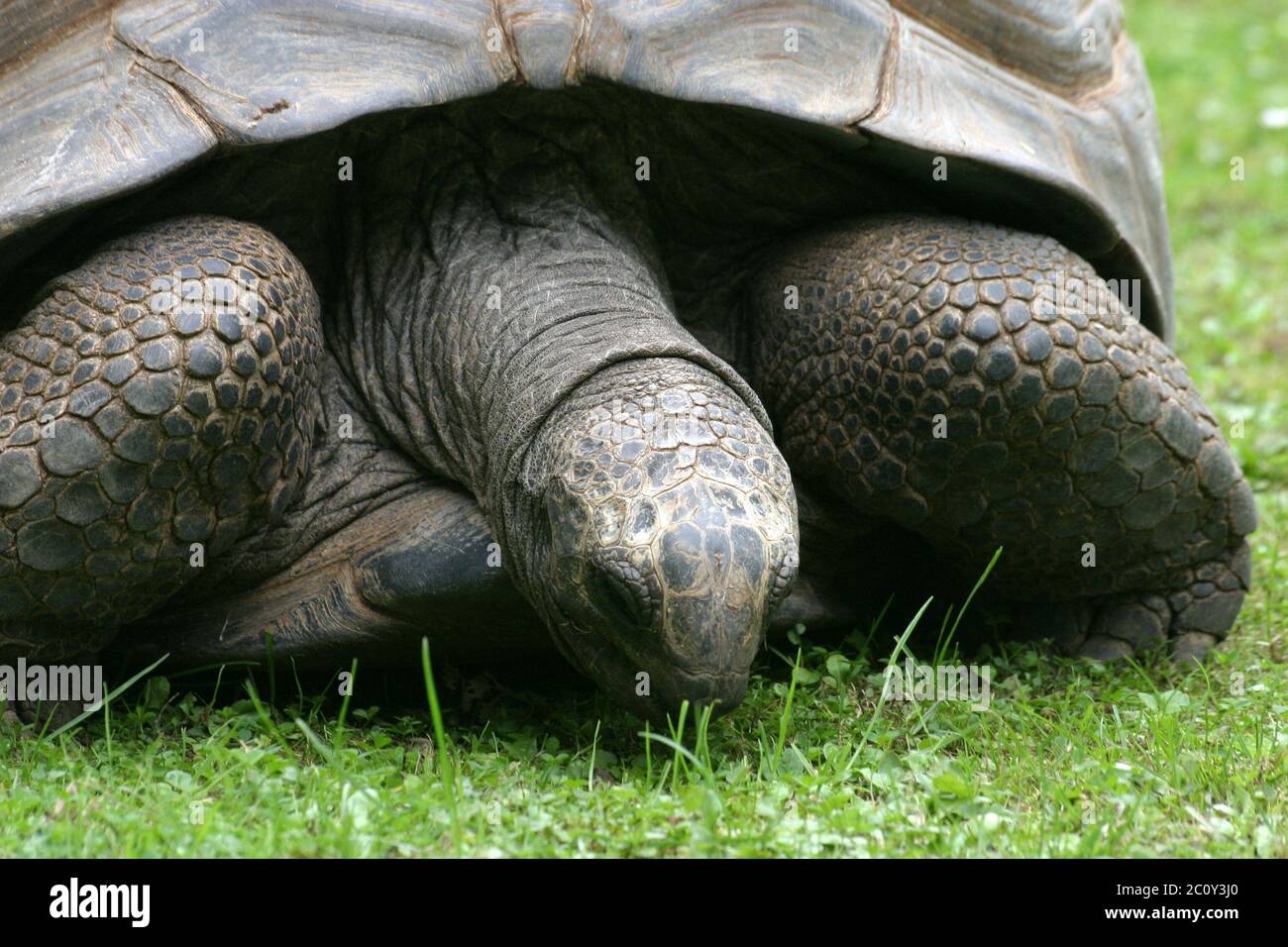 Methusalem hi-res stock photography and images - Alamy