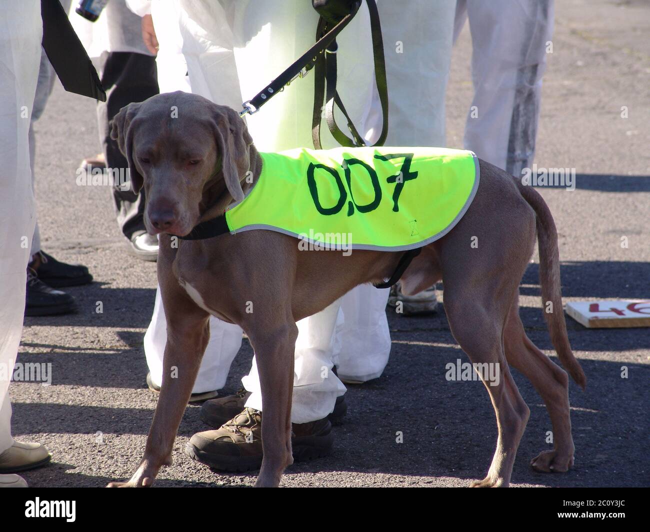 Agent dog hi-res stock photography and images - Alamy