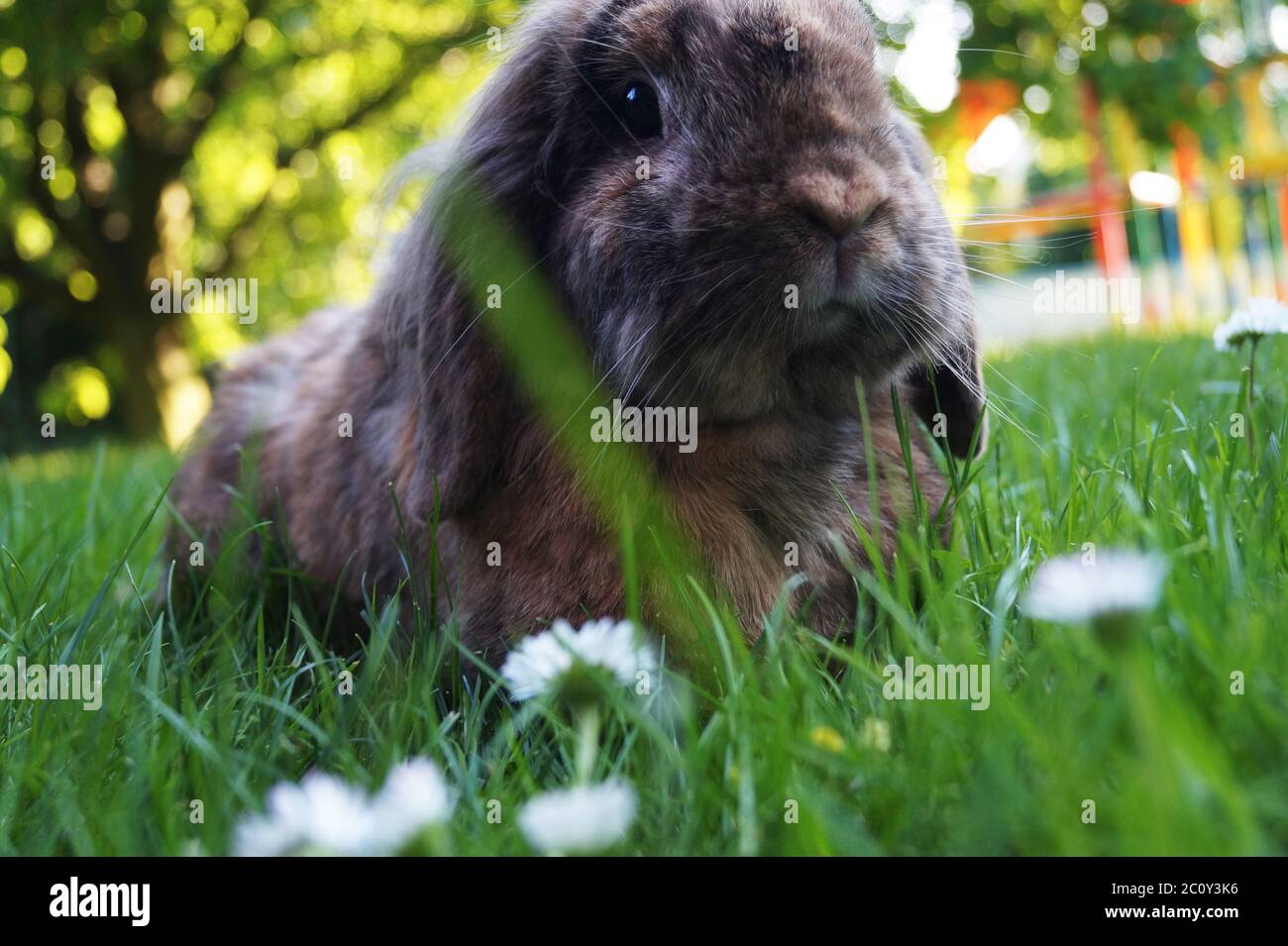 close up of lop rabbit cute animal gras Stock Photo - Alamy