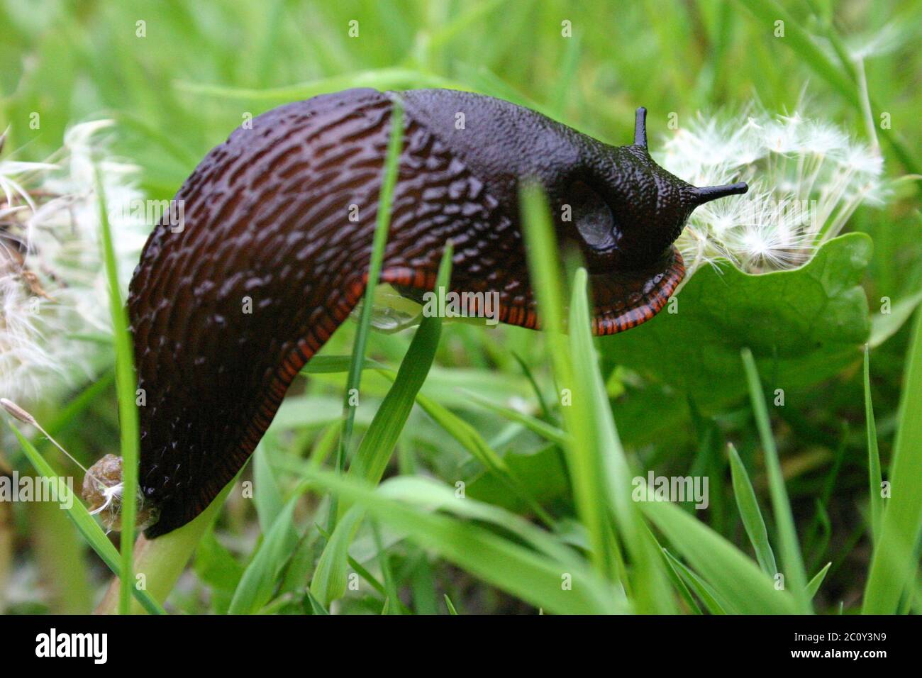 Black snail hi-res stock photography and images - Alamy