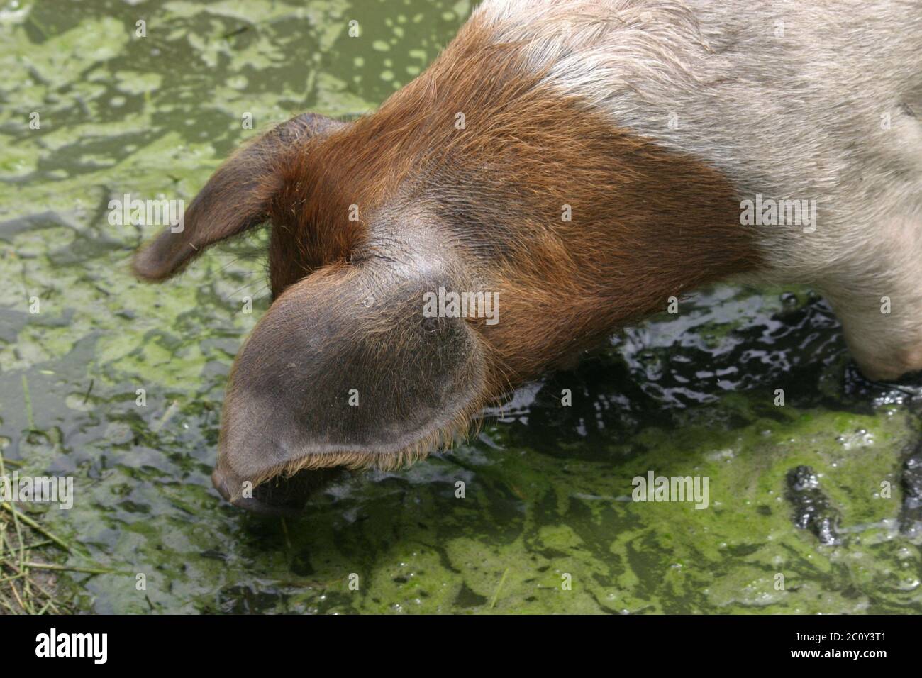 Protest pig hi-res stock photography and images - Alamy