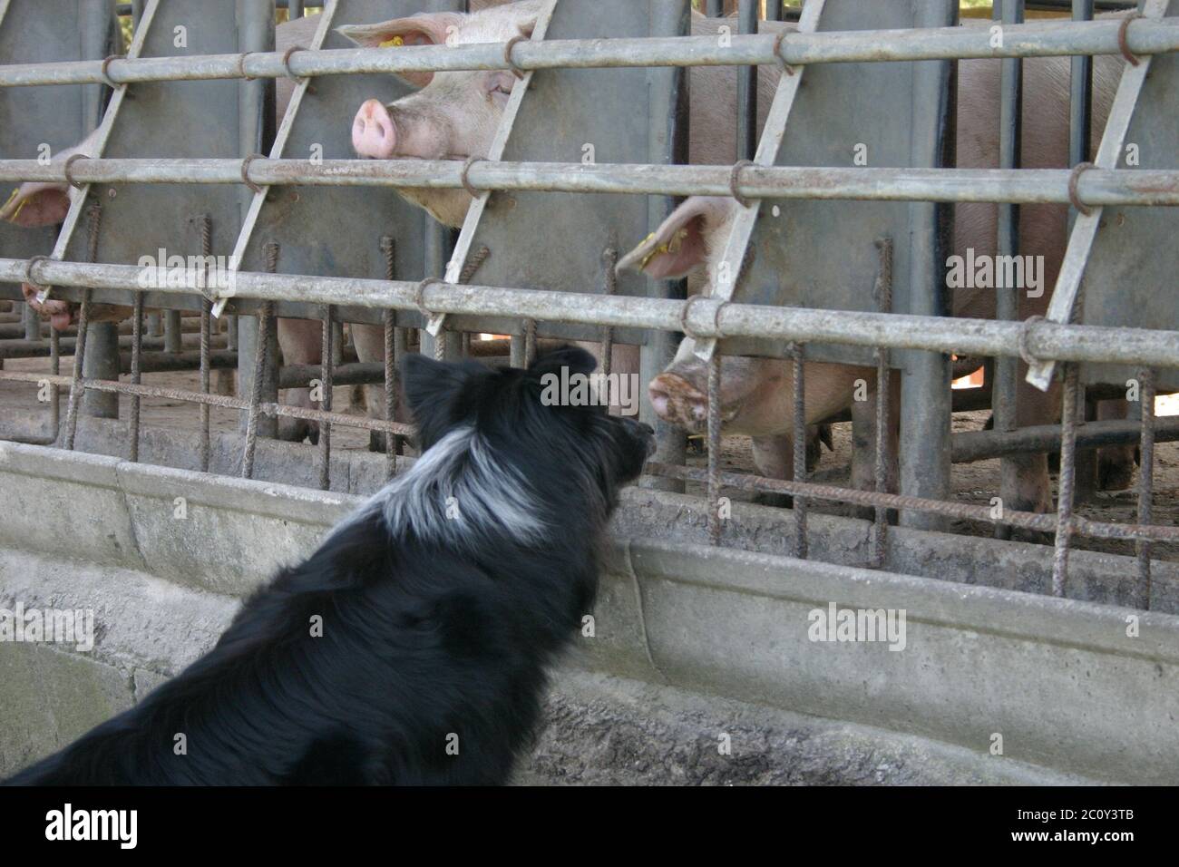 Pig and dog hi-res stock photography and images - Alamy