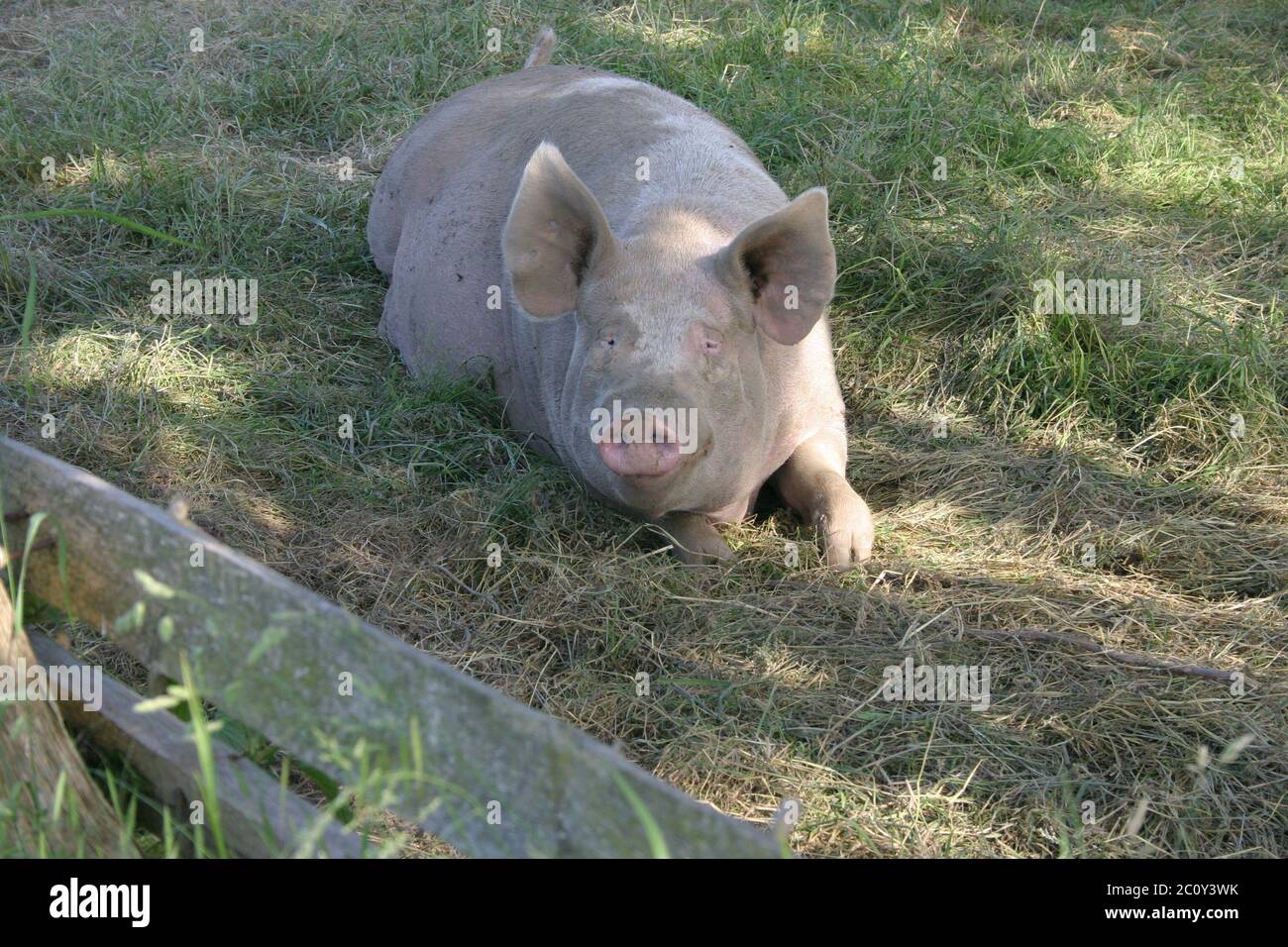 Tired pig hi-res stock photography and images - Alamy