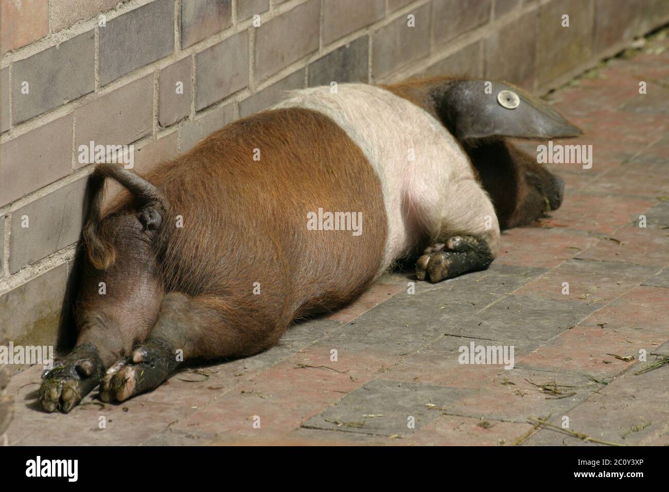 Pig protest hi-res stock photography and images - Alamy