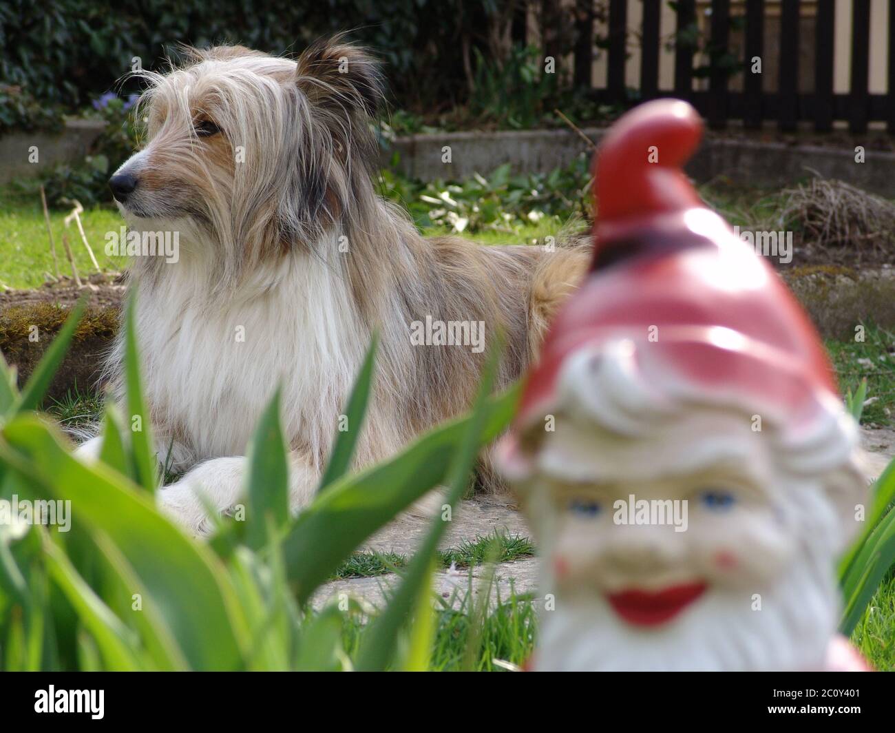 Canine crossbreed hi-res stock photography and images - Alamy