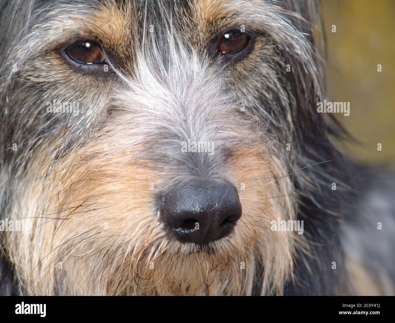 Crossbreed dog hi-res stock photography and images - Alamy