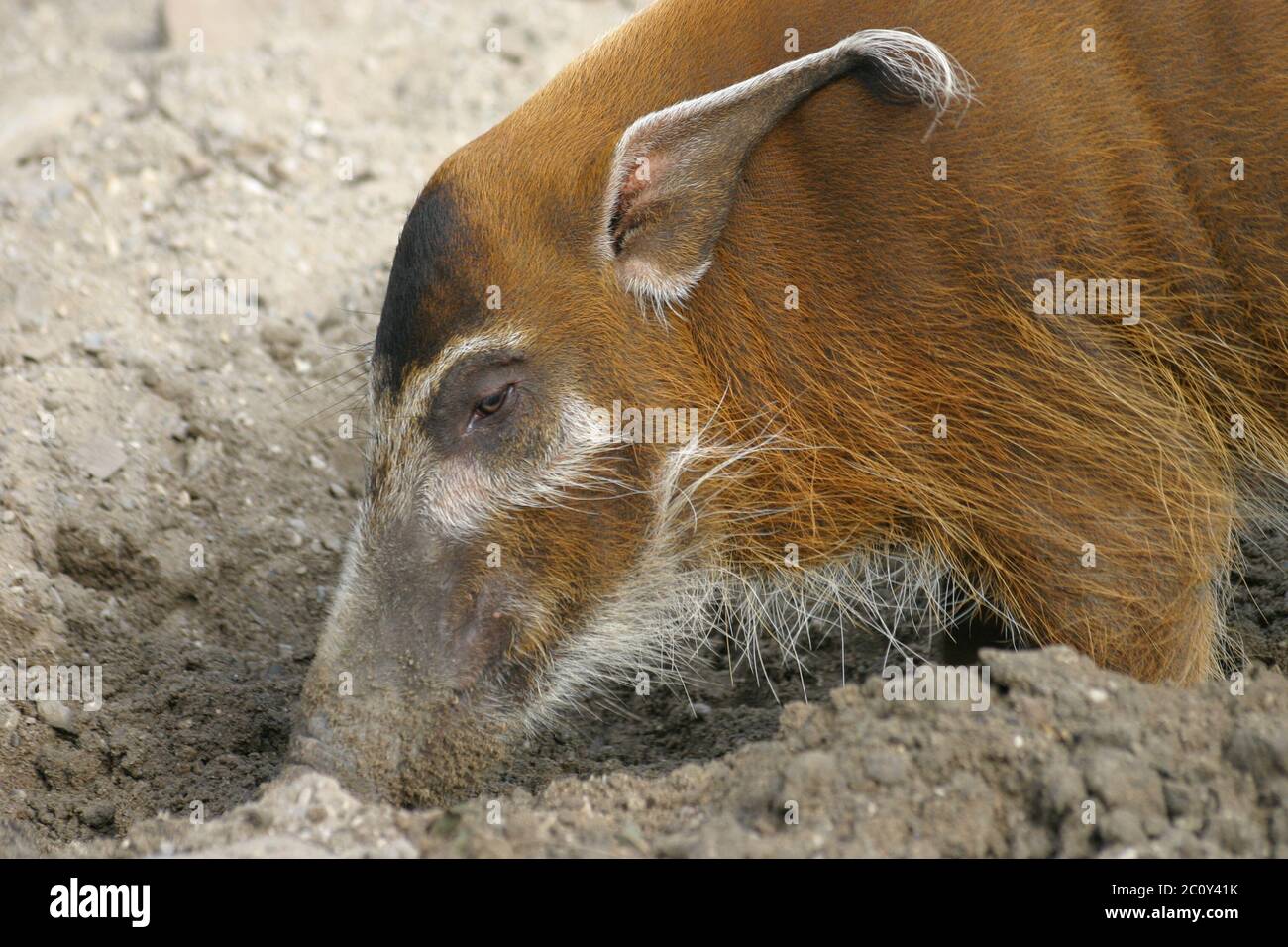 Brush ear pig hi-res stock photography and images - Alamy