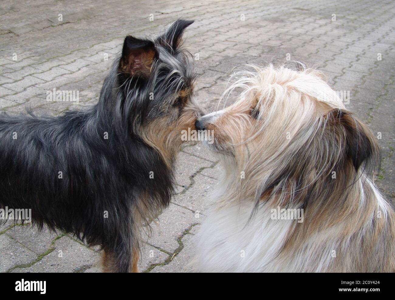 Mongrel dogs hi-res stock photography and images - Alamy