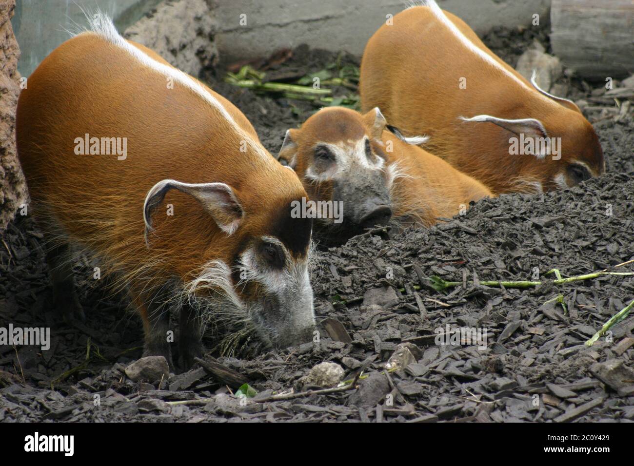 Brush ear pigs hi-res stock photography and images - Alamy