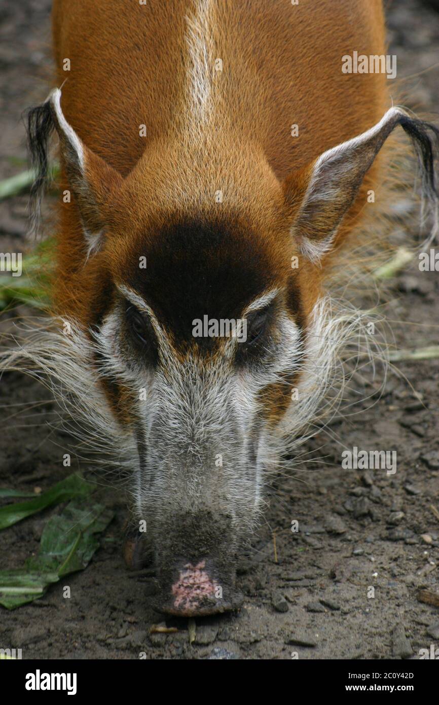 brush ear pig Stock Photo - Alamy