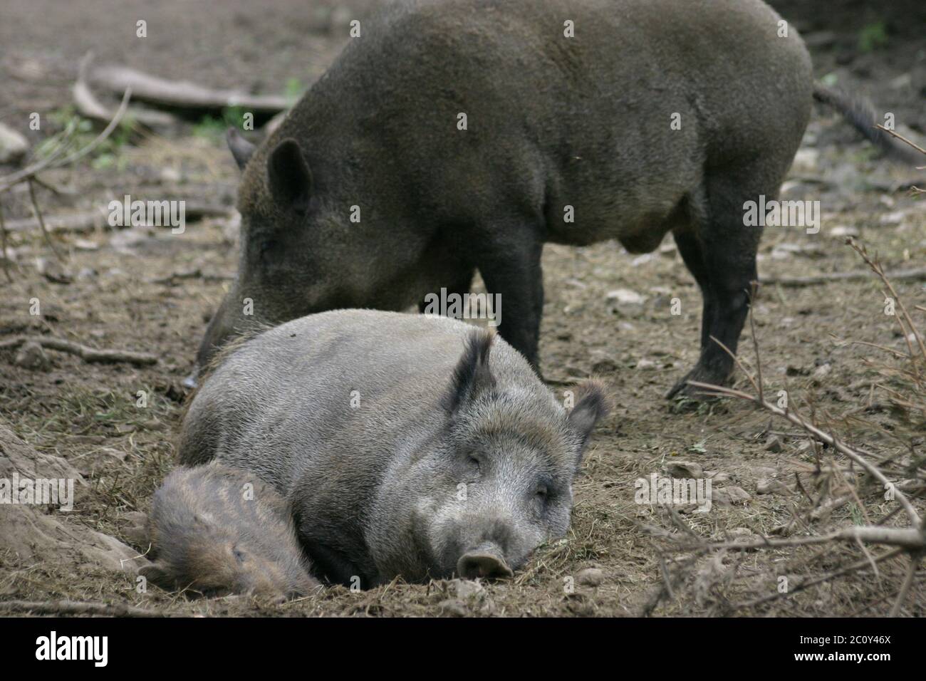 wild boar family Stock Photo - Alamy