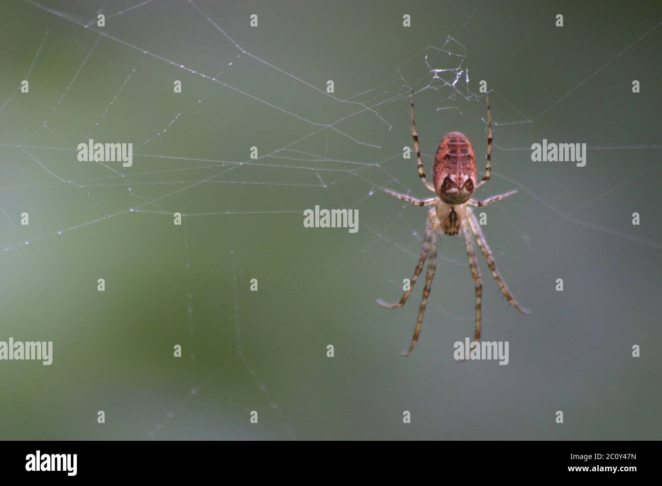 Autumn spider hi-res stock photography and images - Alamy