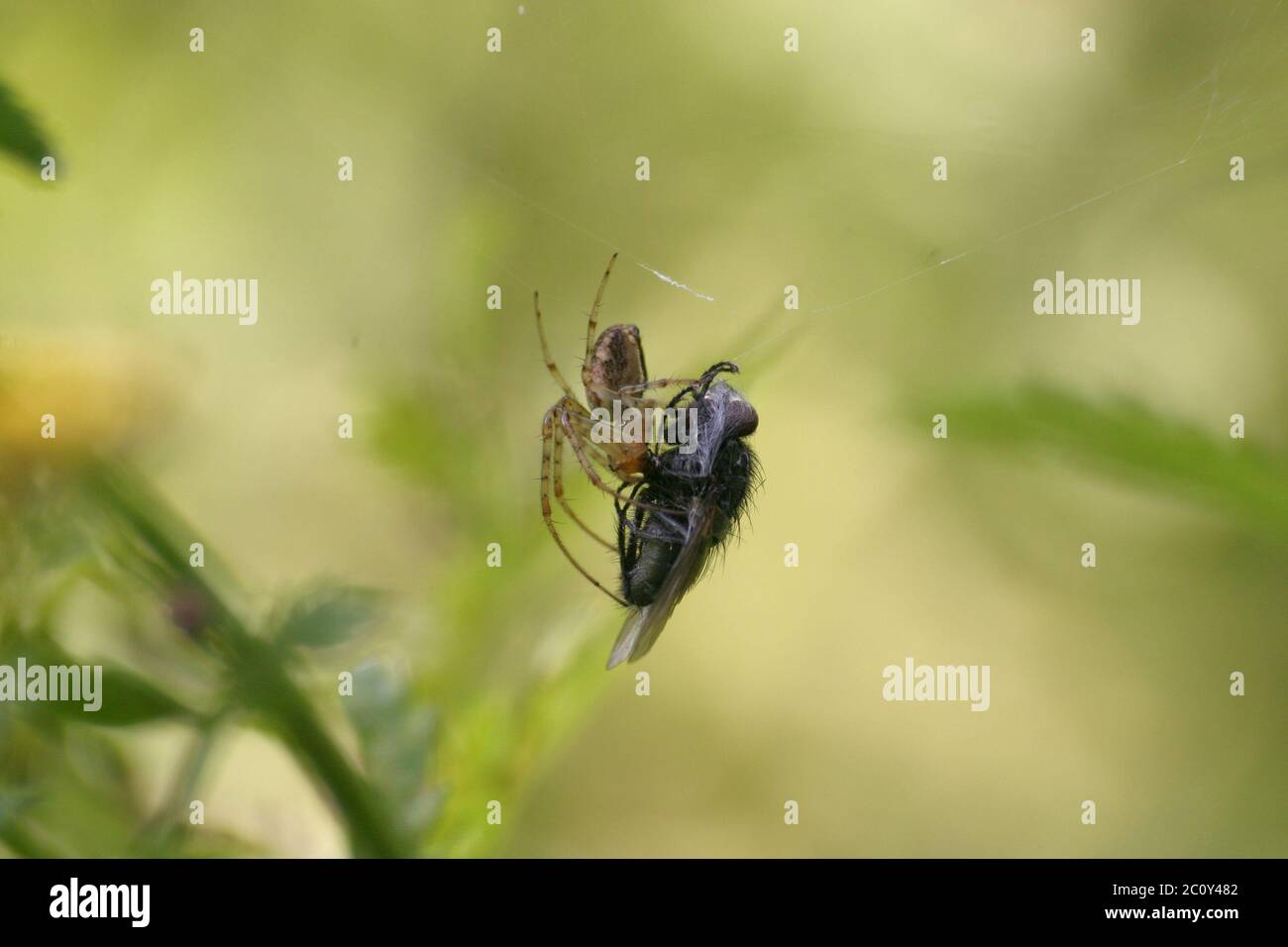 Spider with prey Stock Photo - Alamy