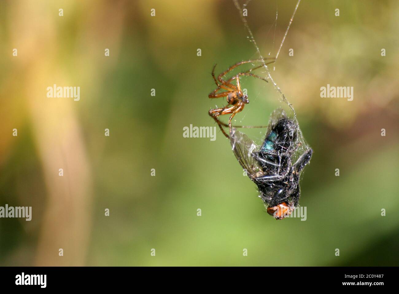 Spider with prey Stock Photo - Alamy