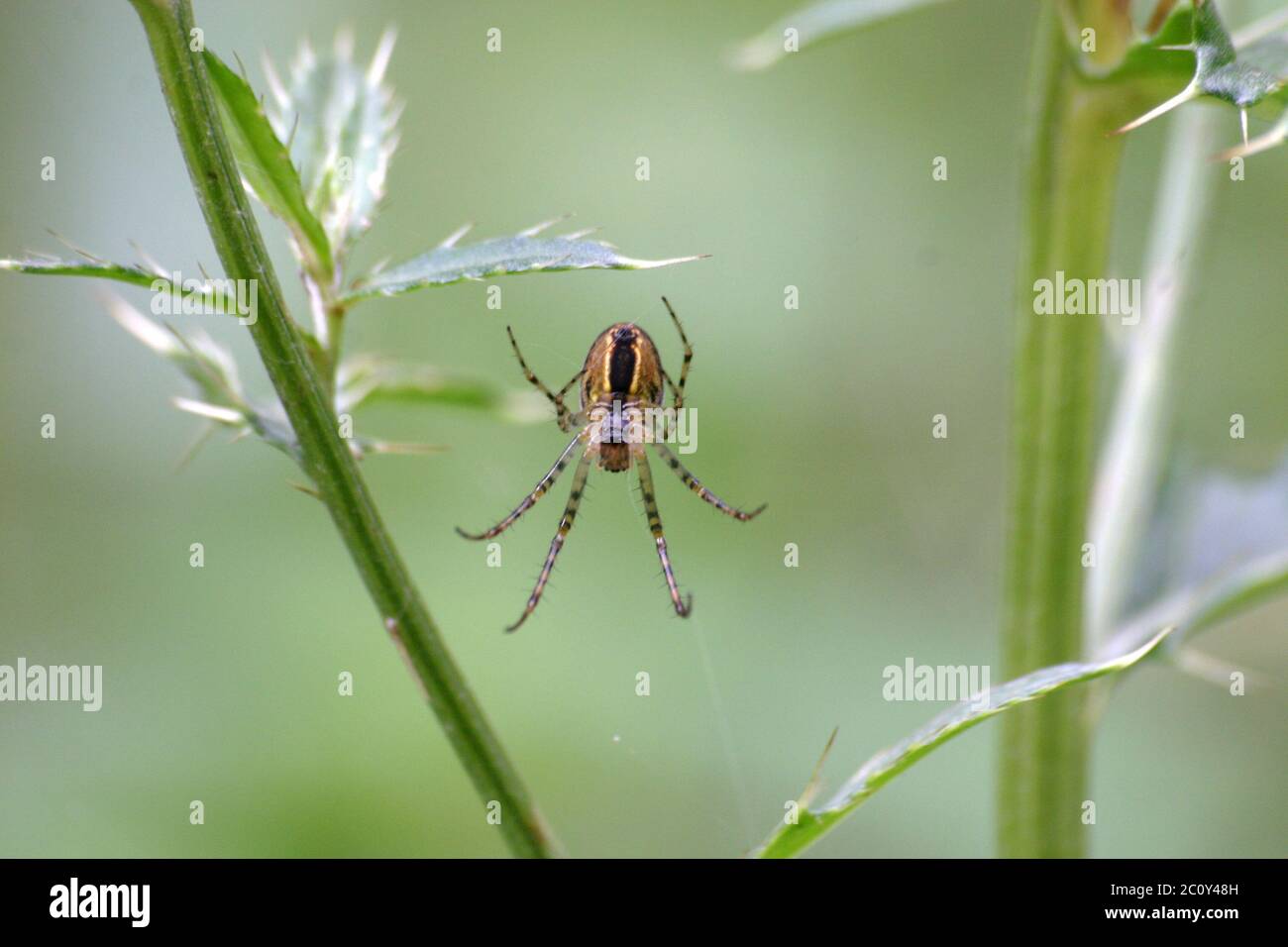 Autumn spider hi-res stock photography and images - Alamy