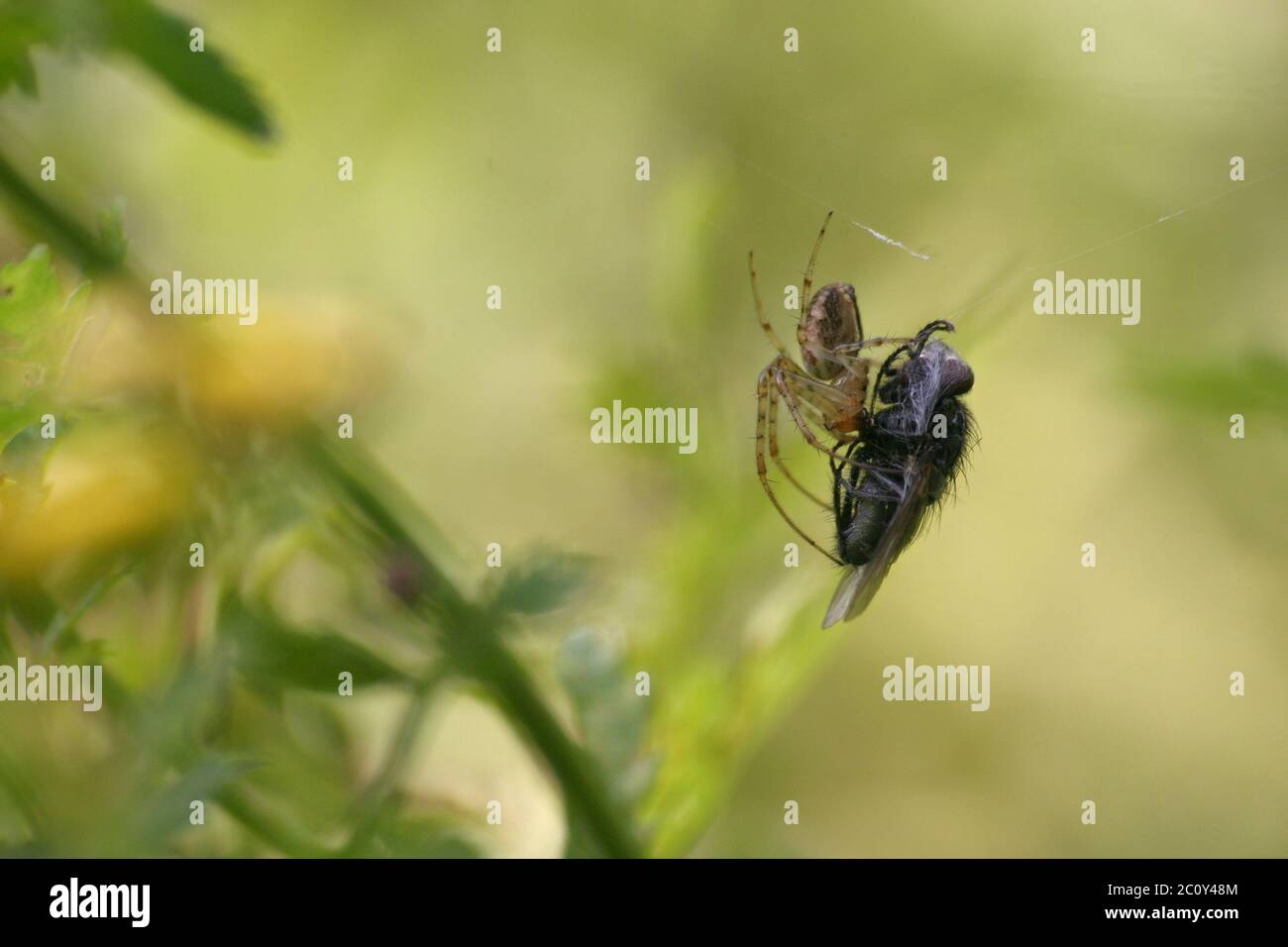 Spider with prey Stock Photo - Alamy
