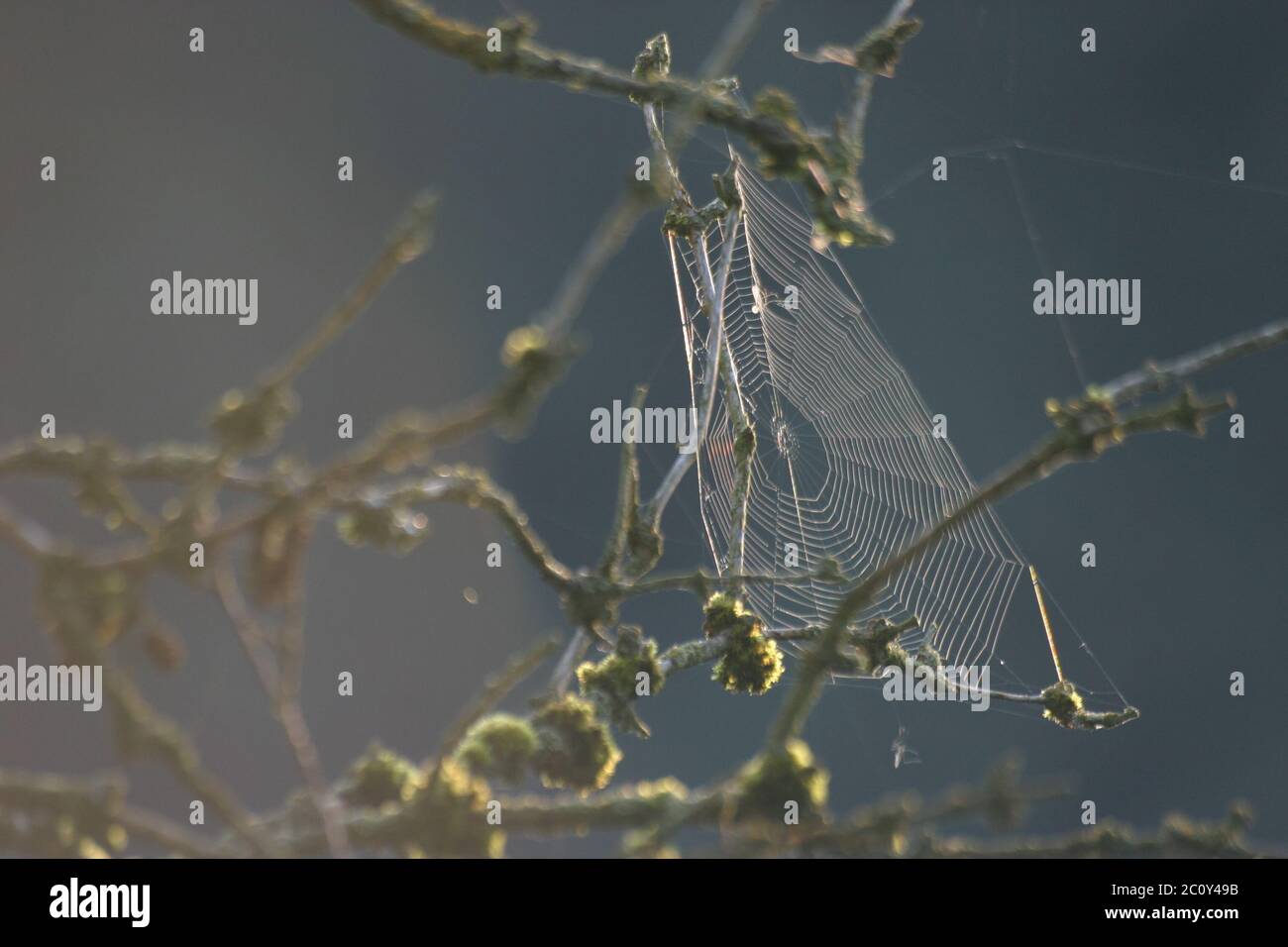 Spider web with spider Stock Photo - Alamy
