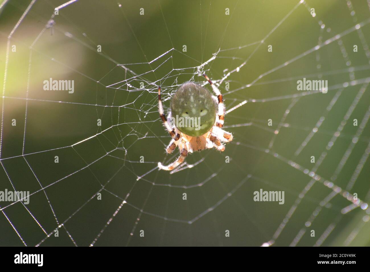 Spot spider hi-res stock photography and images - Alamy