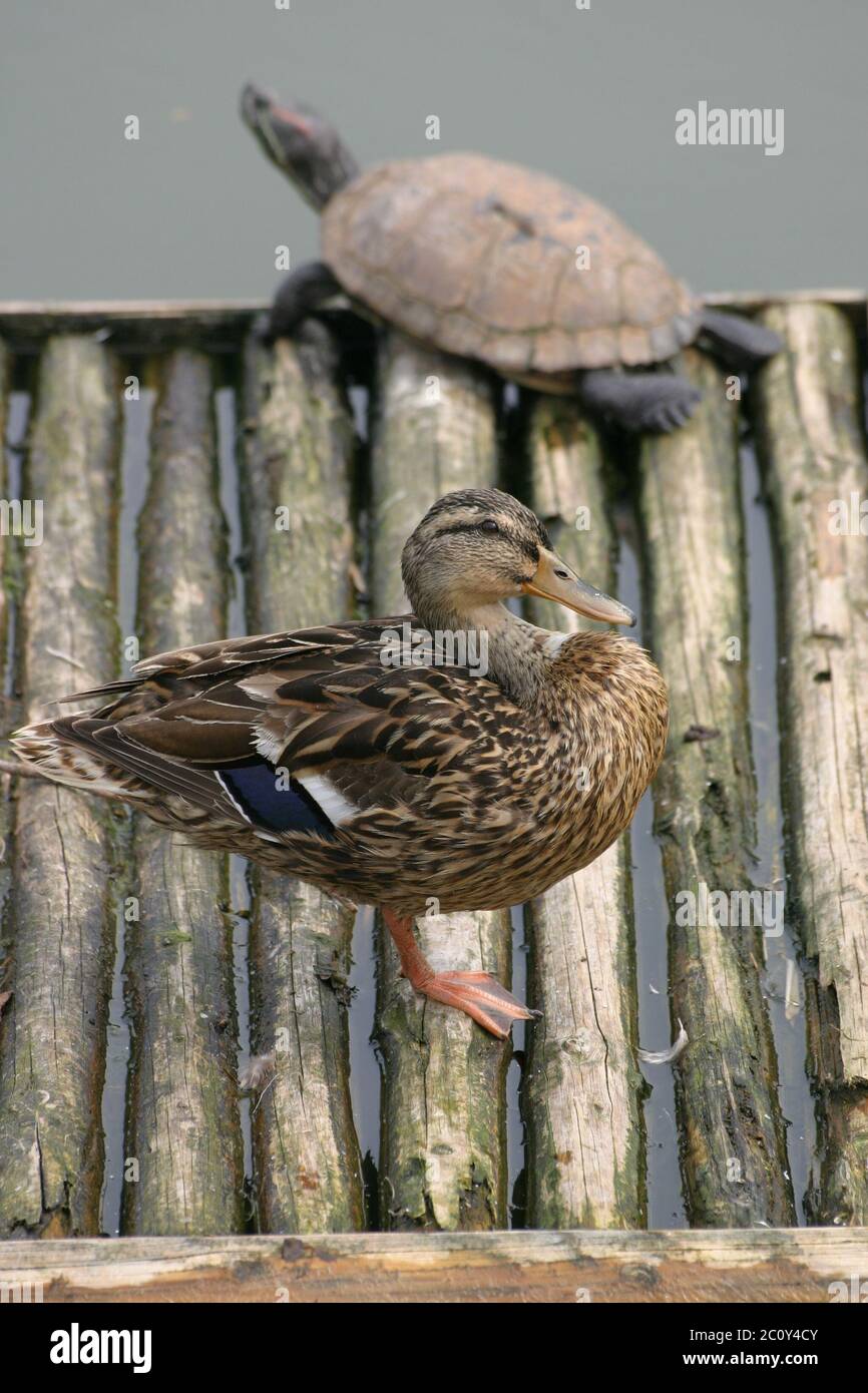 Duck and turtle Stock Photo - Alamy