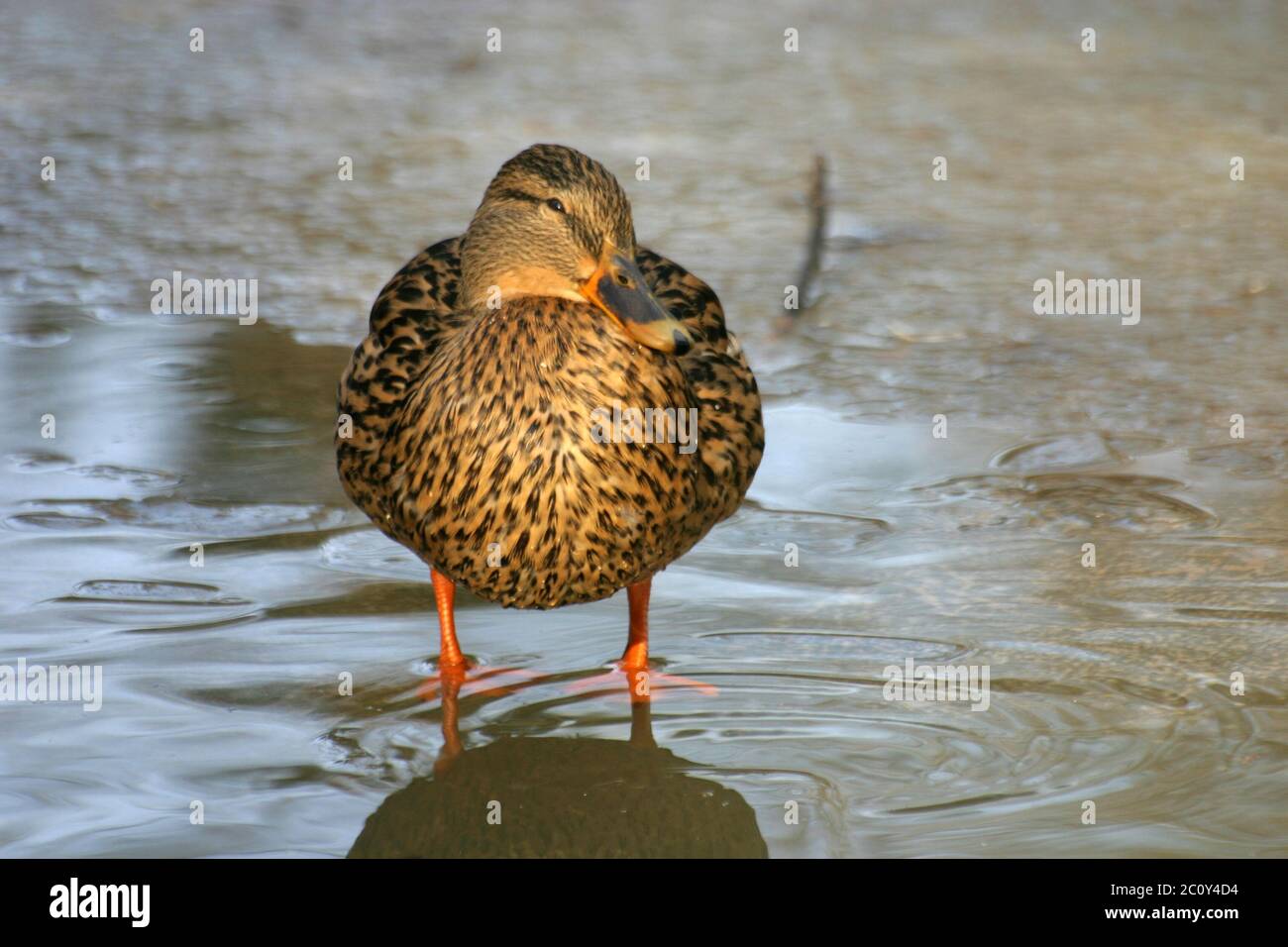 Get your feet wet hi-res stock photography and images - Alamy