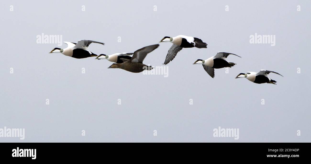 Flying Eider Ducks Stock Photo - Alamy