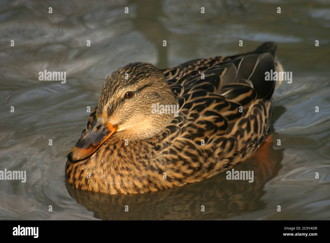Mallard duck female hi-res stock photography and images - Alamy