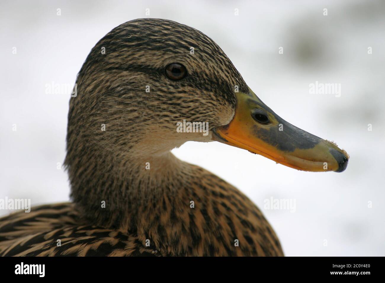 Mallard duck female hi-res stock photography and images - Alamy