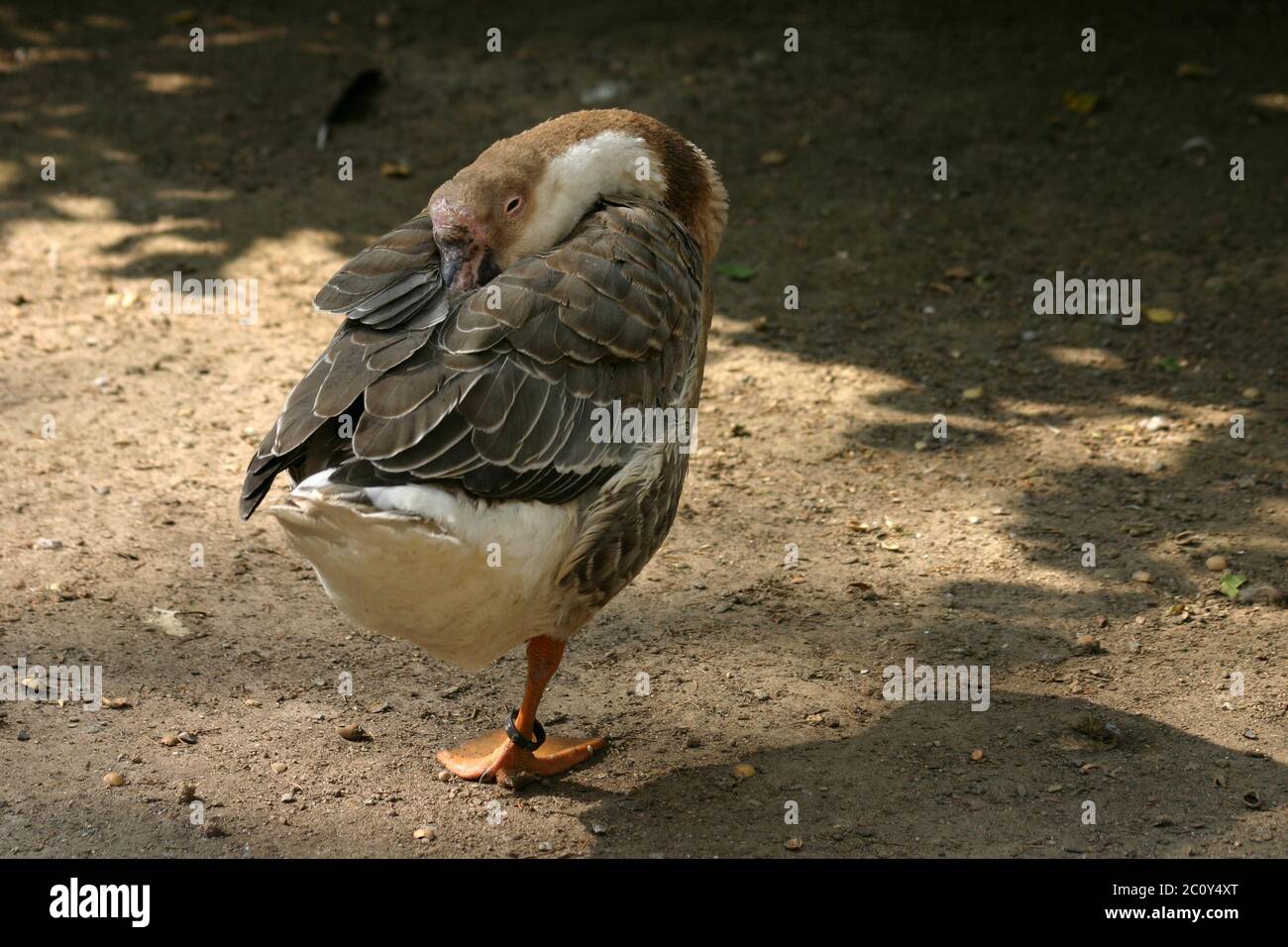 One legged goose Stock Photo - Alamy