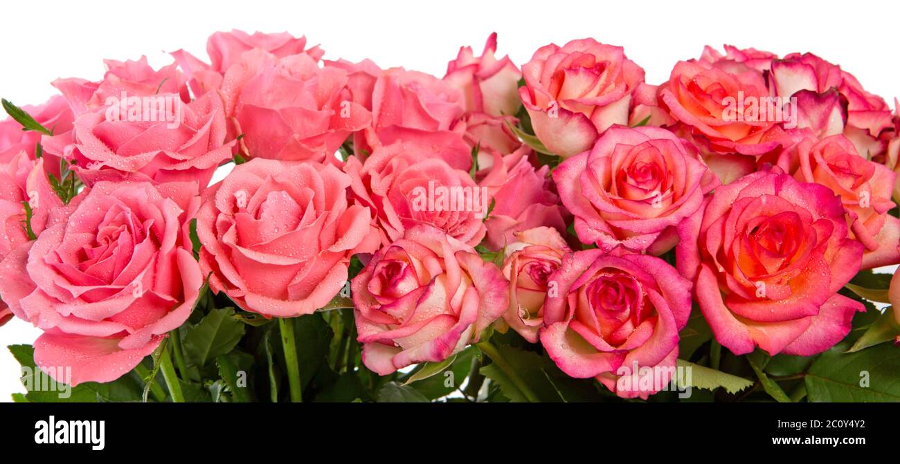 Pink roses isolated on white Stock Photo - Alamy