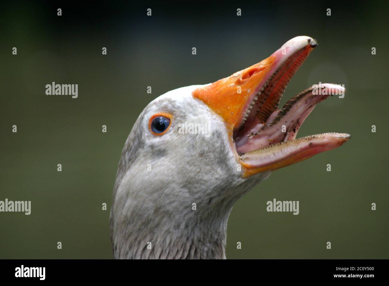 Angry goose hi-res stock photography and images - Alamy