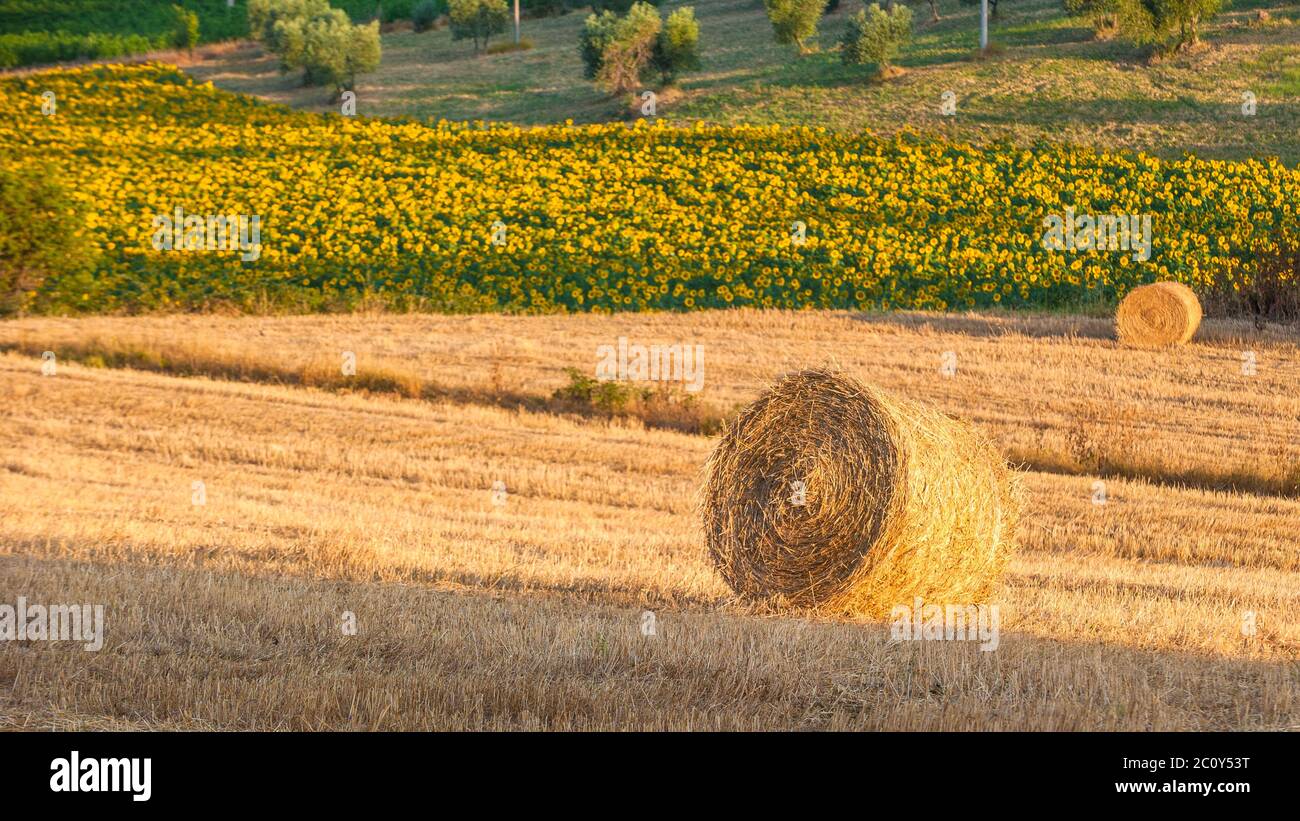 Orcia valley tuscany hay bales hi-res stock photography and images - Alamy