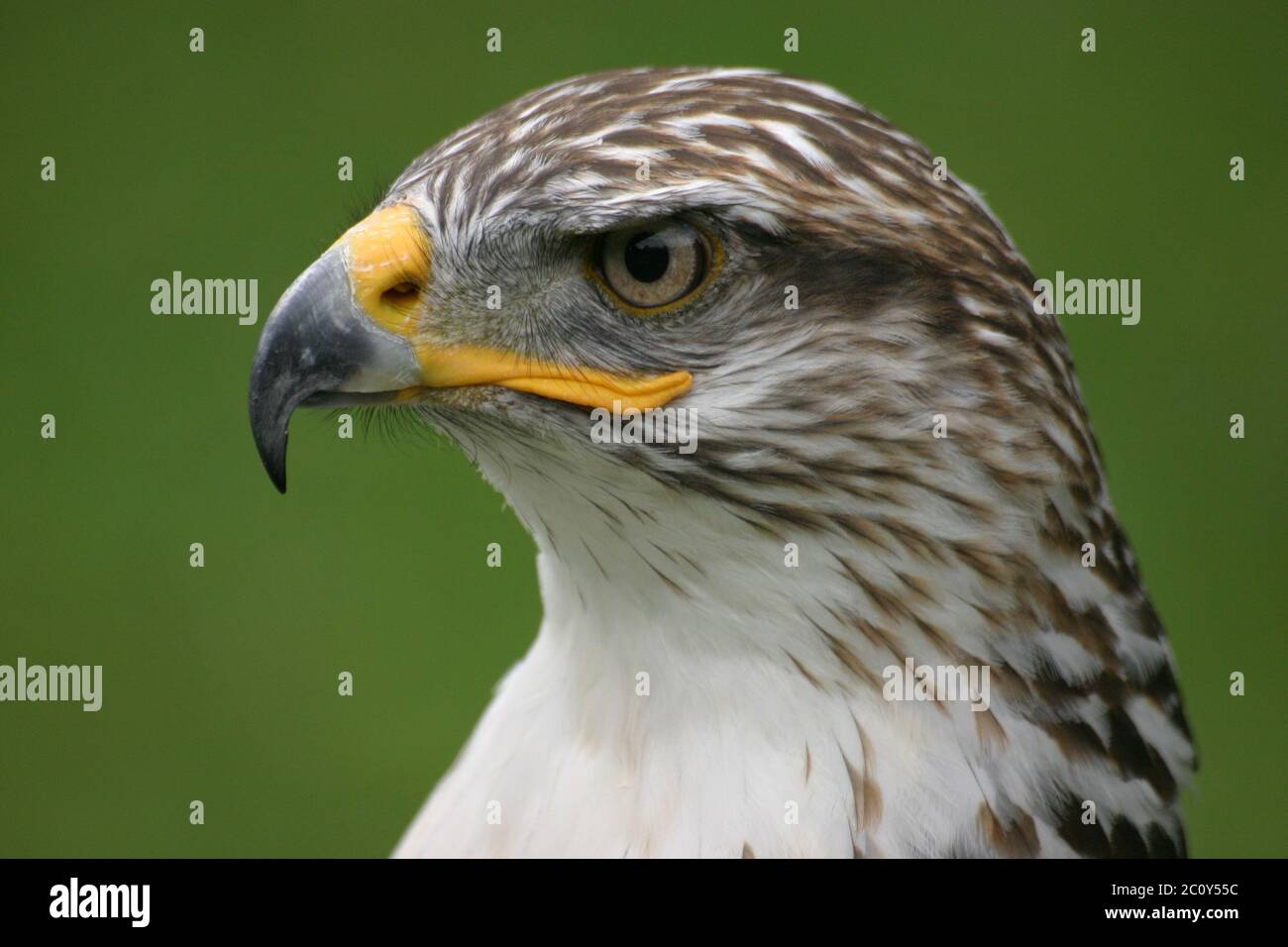 King Rough-legged Buzzard Stock Photo - Alamy