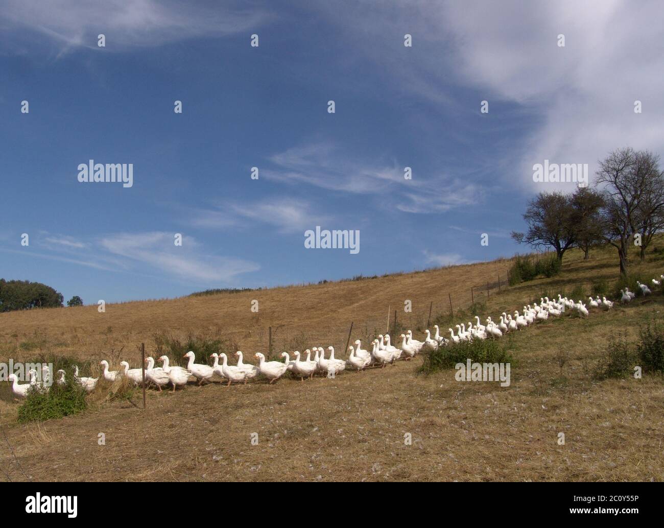 Geese in single file Stock Photo - Alamy