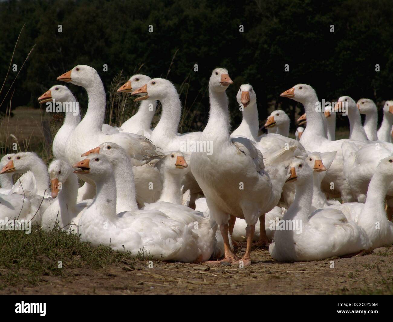 Live geese hi-res stock photography and images - Alamy