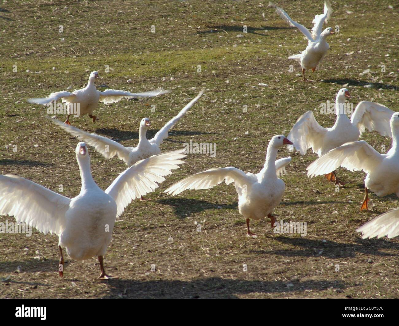 Breeding geese hi-res stock photography and images - Alamy