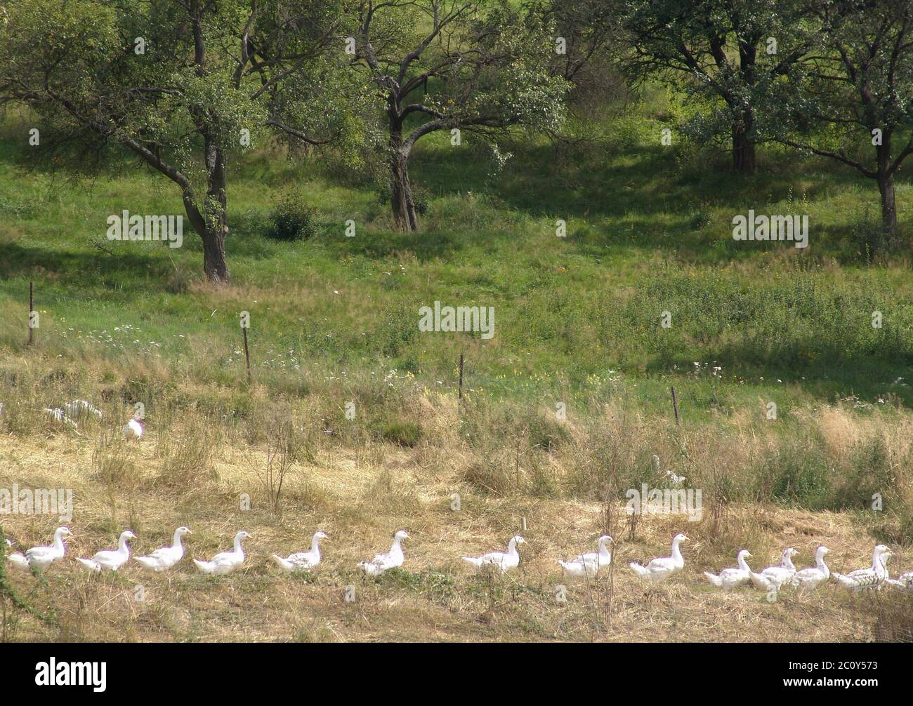 Domestic geese in single file Stock Photo - Alamy