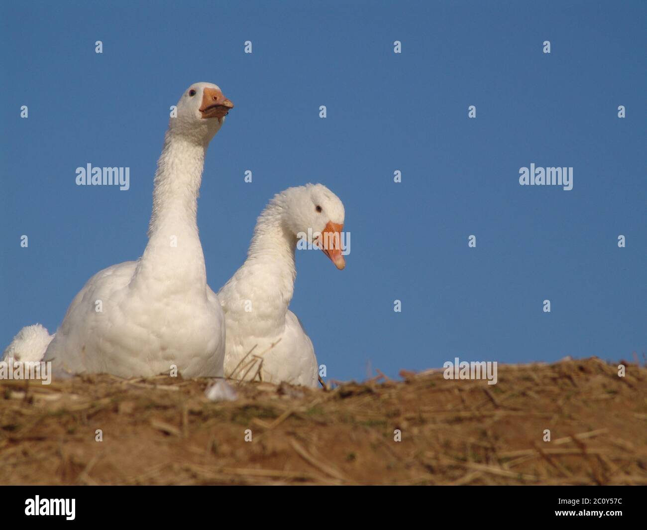 Rearing geese hi-res stock photography and images - Alamy
