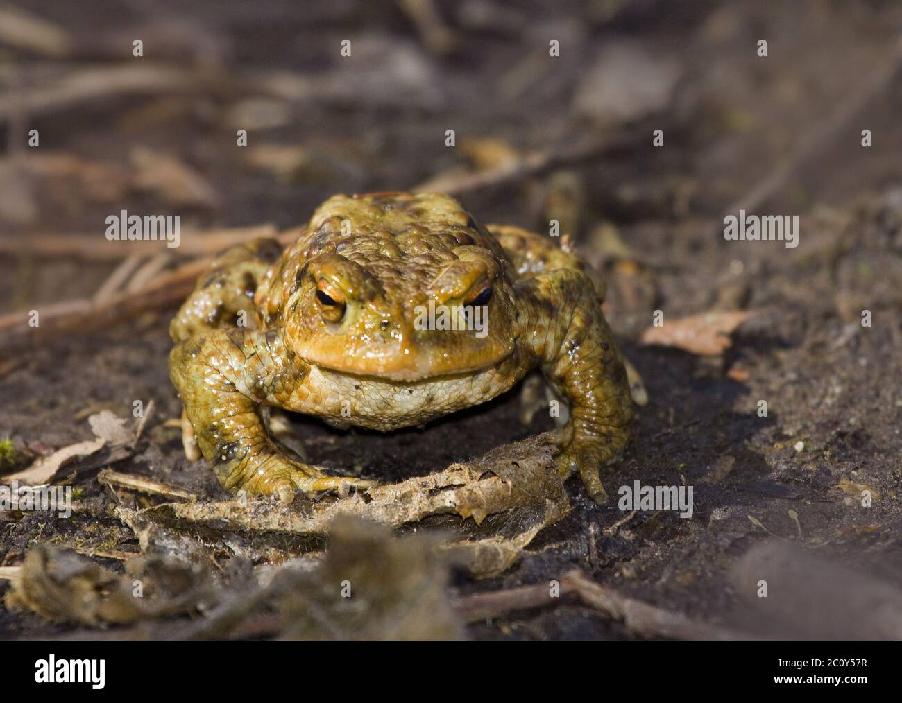 Common toad Bufo bufo Stock Photo - Alamy