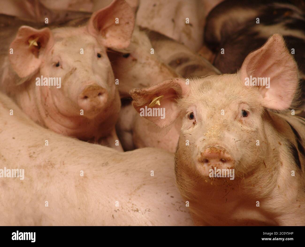 Swine house hi-res stock photography and images - Alamy