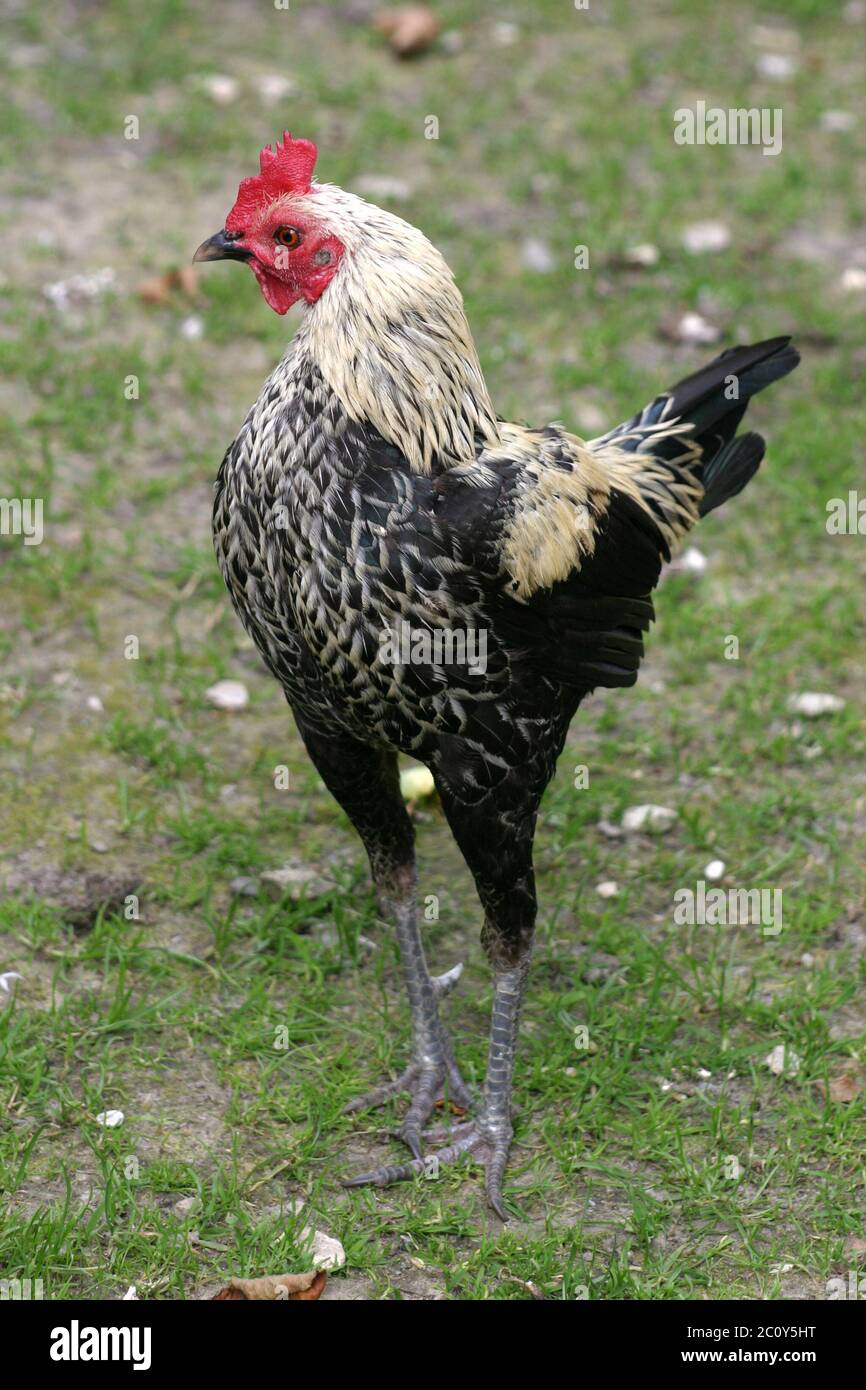 Gamecock hi-res stock photography and images - Alamy